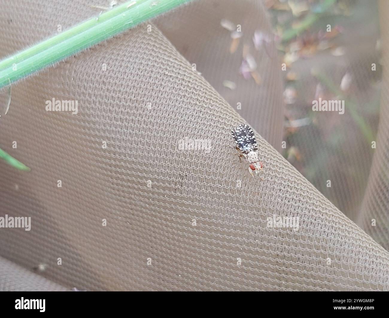 Spotted Marsh Fly (Trypetoptera punctulata Stock Photo - Alamy
