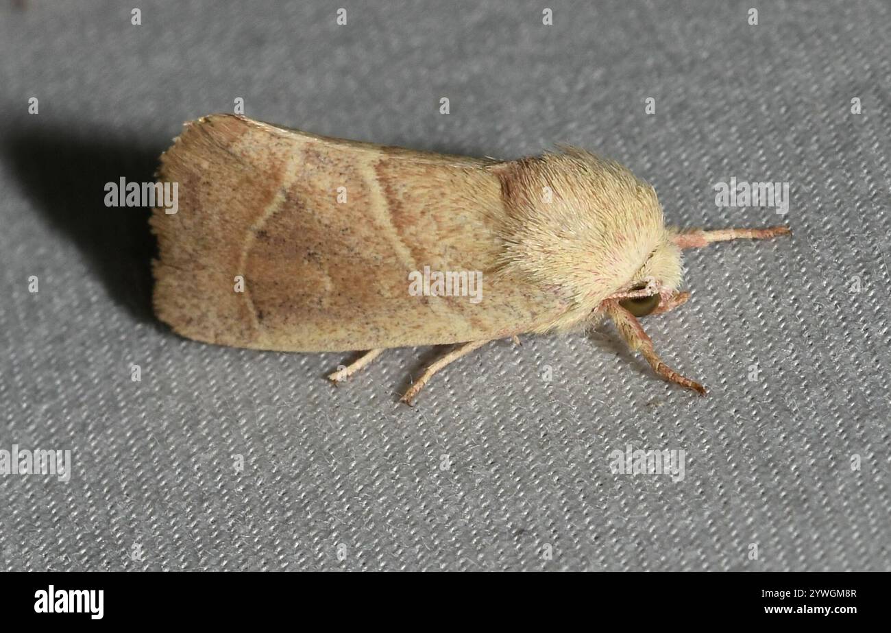 American Dun-bar Moth (Cosmia calami Stock Photo - Alamy