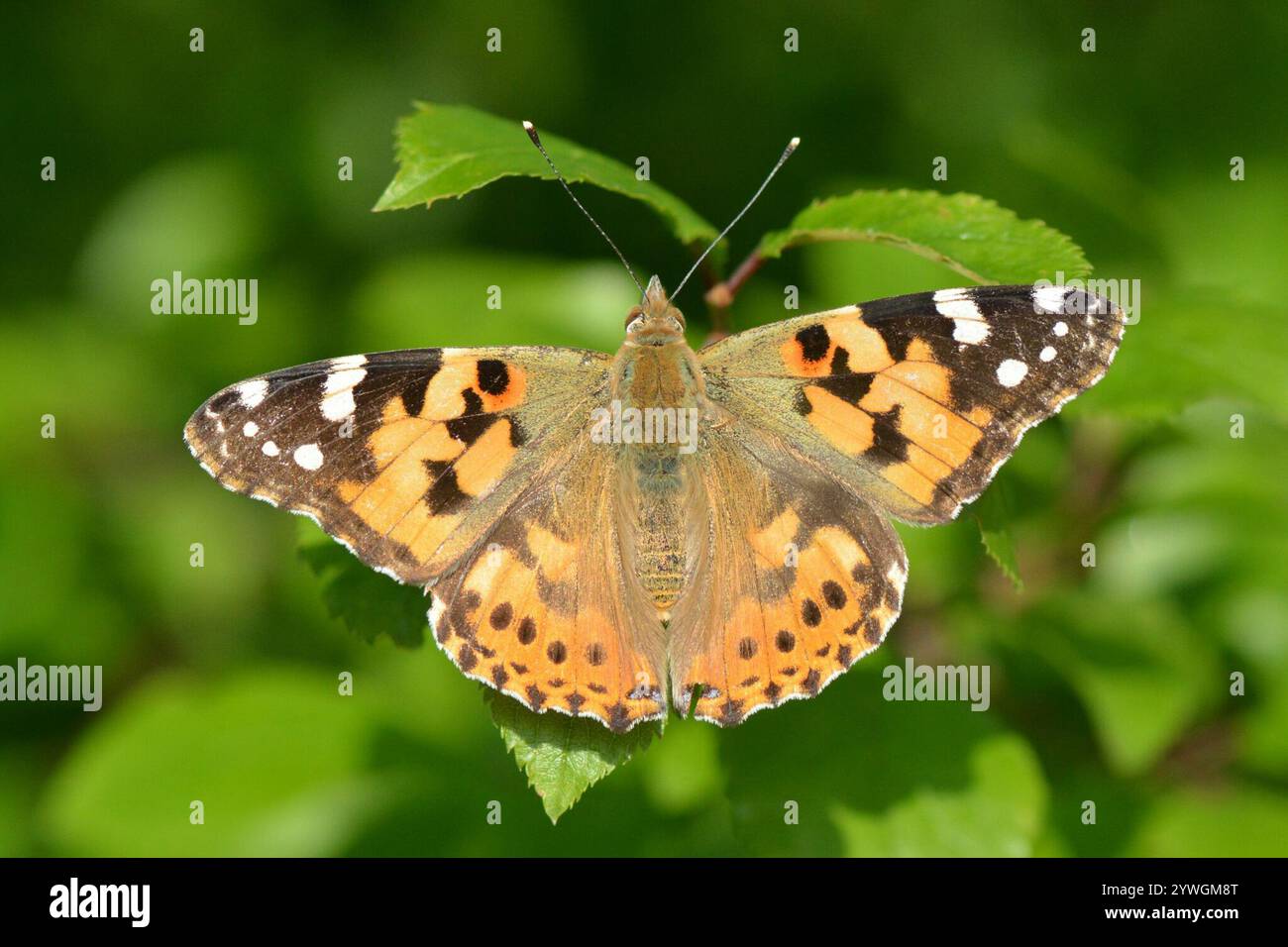 Painted Lady (Vanessa cardui Stock Photo - Alamy