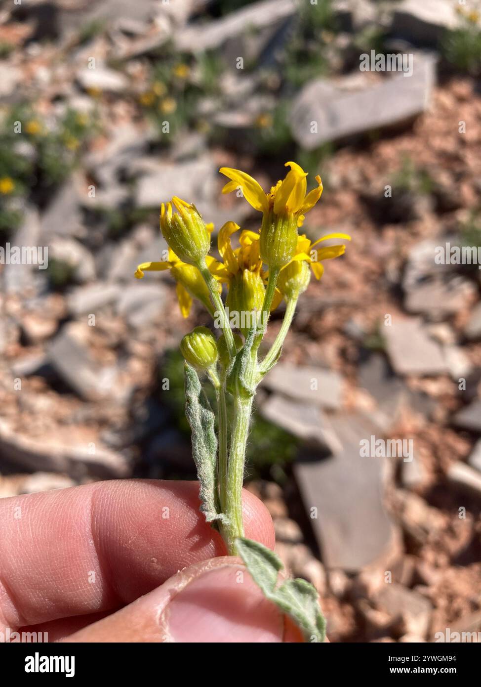 woolly groundsel (Packera cana Stock Photo - Alamy