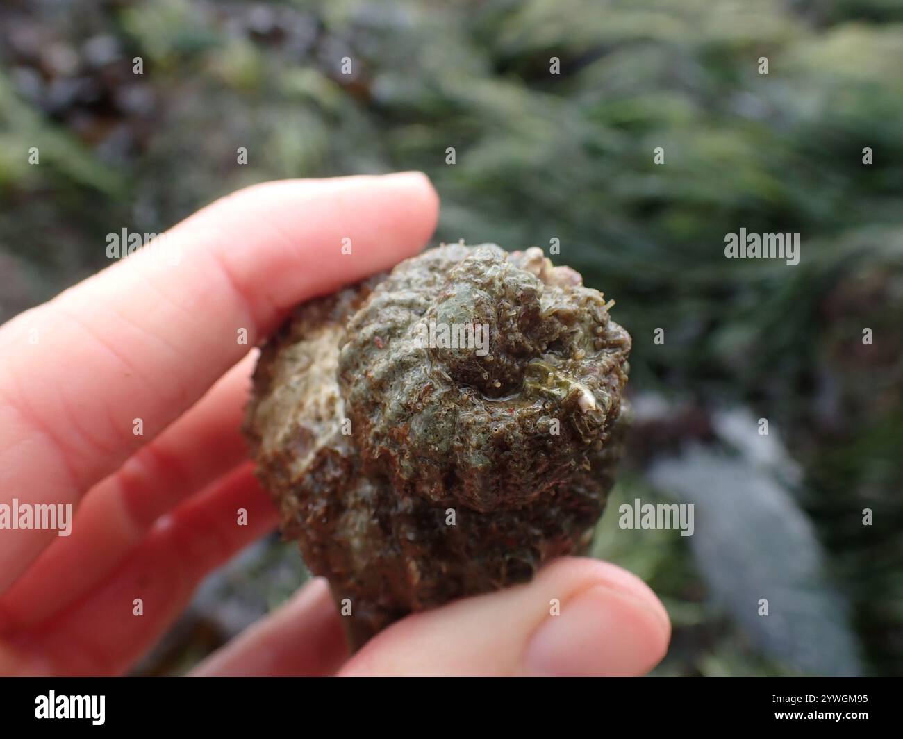Oregon Hairy Triton Snail (Fusitriton oregonensis Stock Photo - Alamy