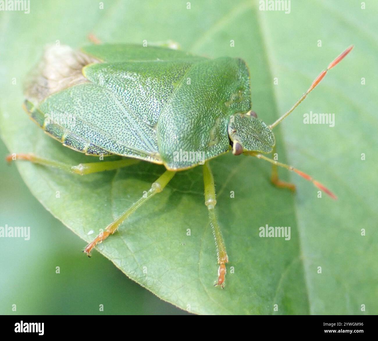Green Shield Bug (Palomena prasina Stock Photo - Alamy