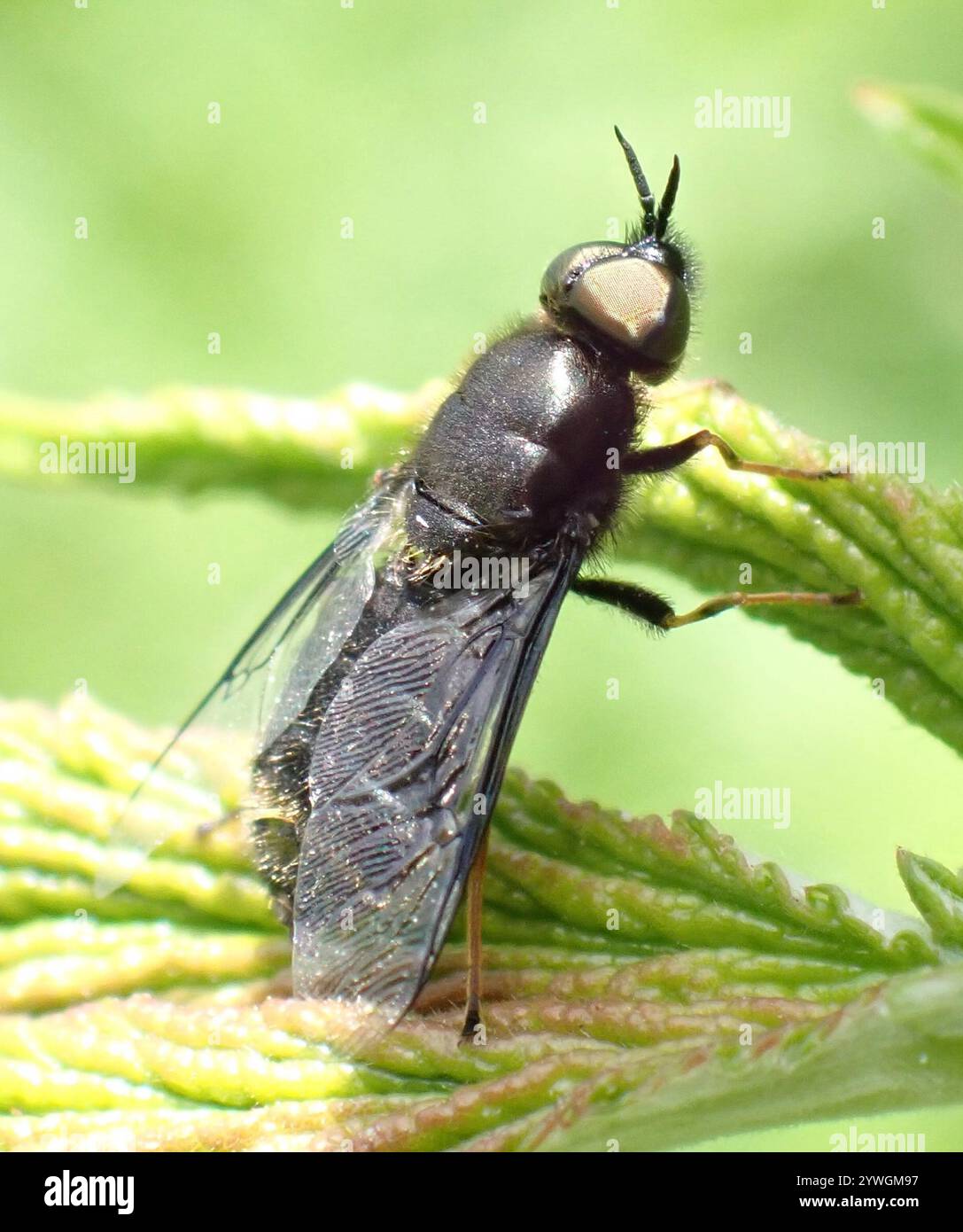 Black Colonel (Odontomyia tigrina Stock Photo - Alamy