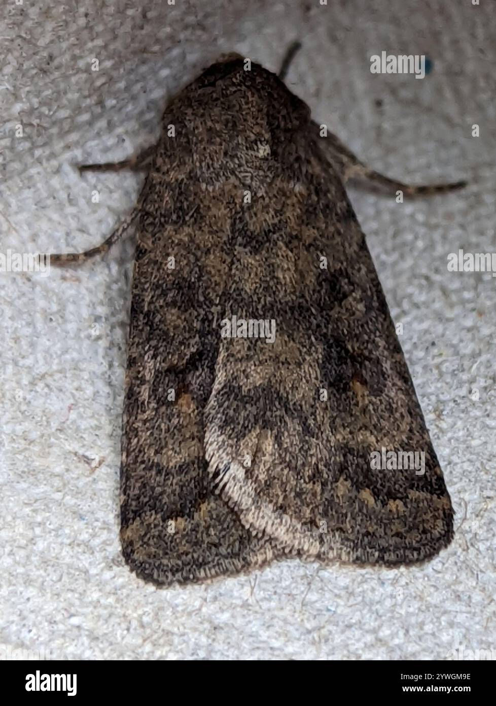 Mottled Rustic (Caradrina morpheus Stock Photo - Alamy