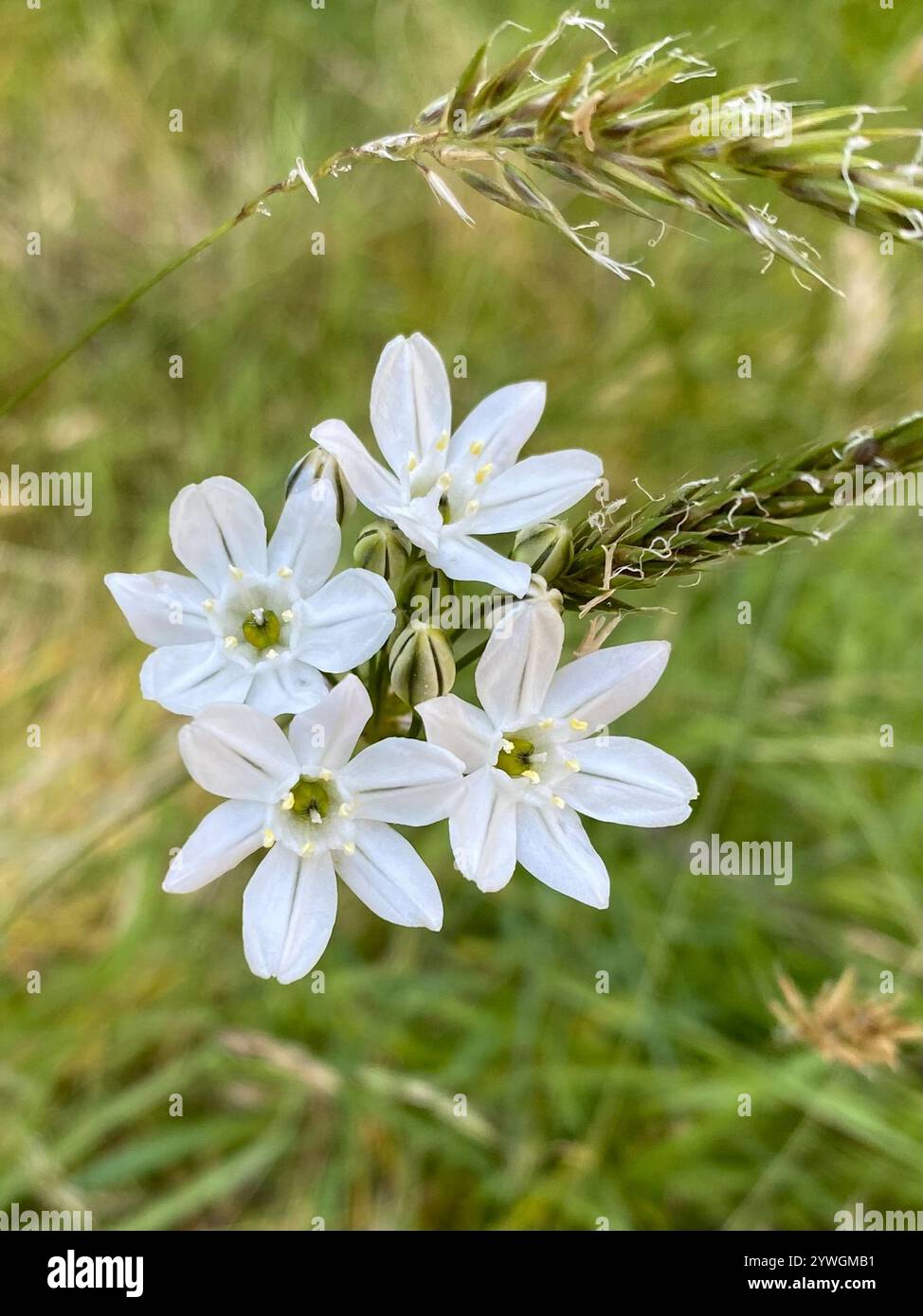 White brodiaea hi-res stock photography and images - Alamy