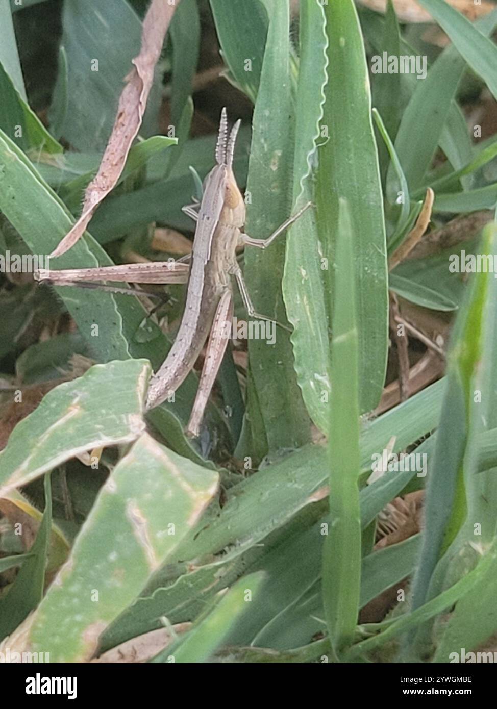 Slant-faced Grasshoppers (Gomphocerinae Stock Photo - Alamy