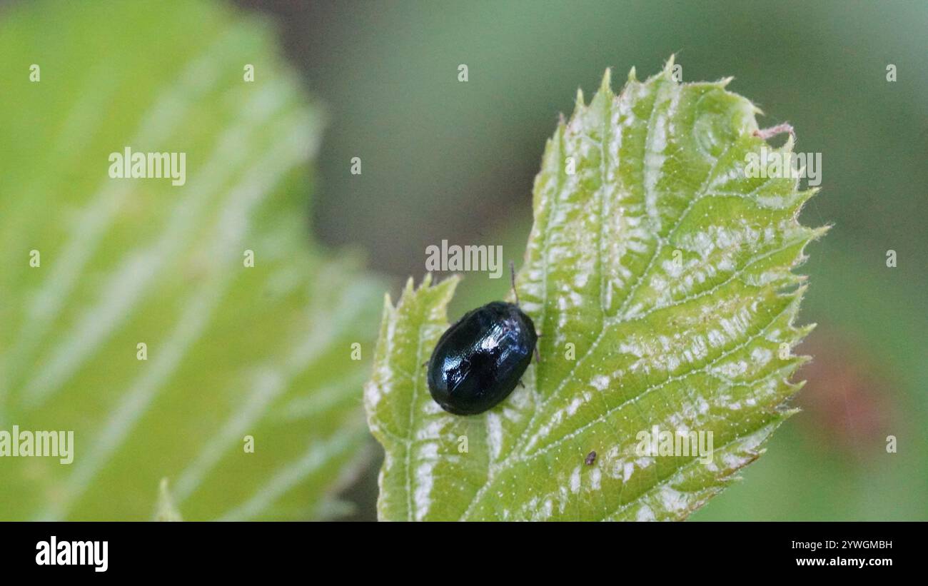 Willow Leaf Beetle (Plagiodera versicolora Stock Photo - Alamy