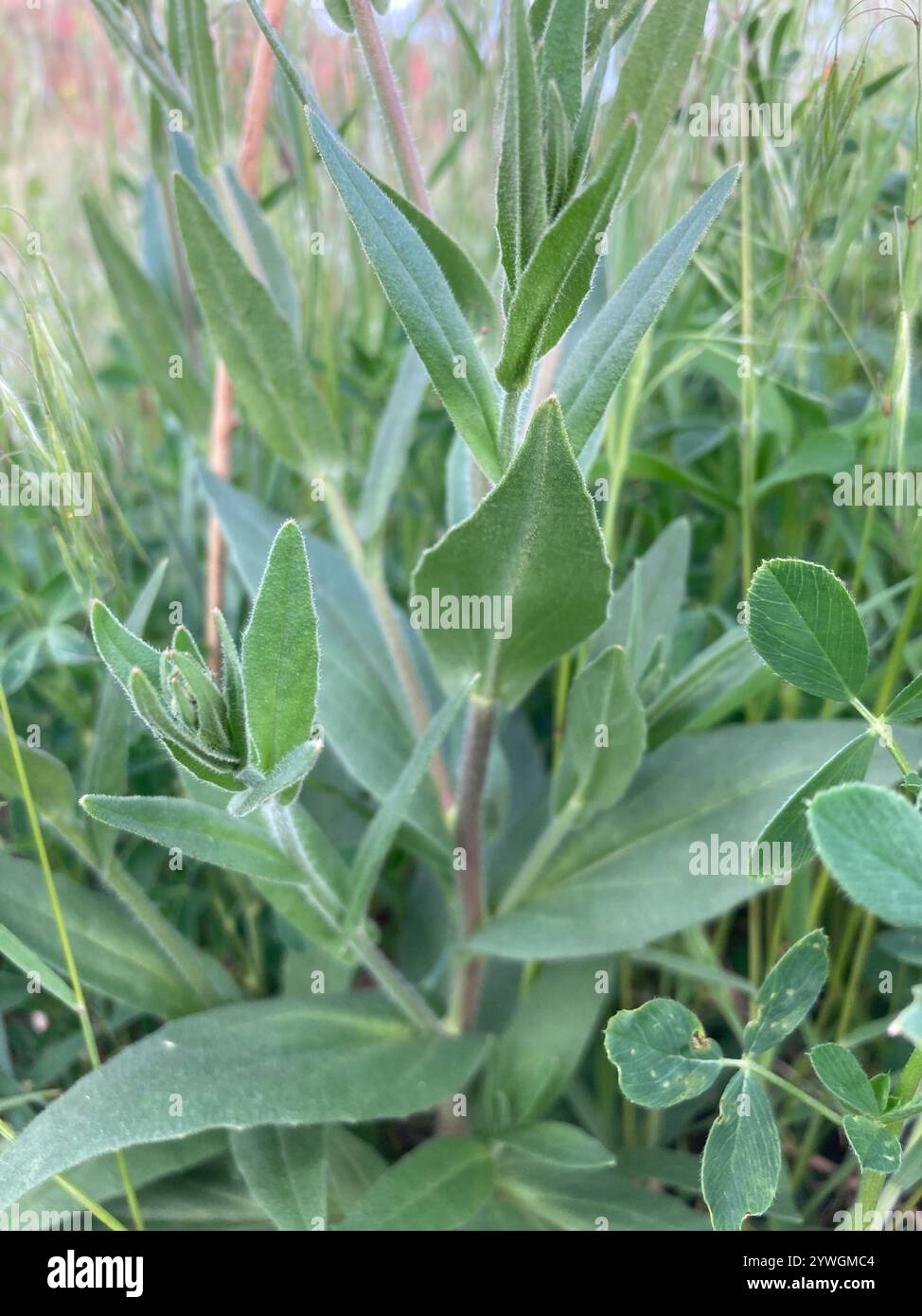 littlepod false flax (Camelina microcarpa Stock Photo - Alamy