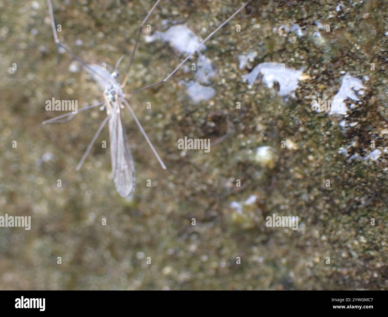 Typical Crane Flies (Tipuloidea Stock Photo - Alamy