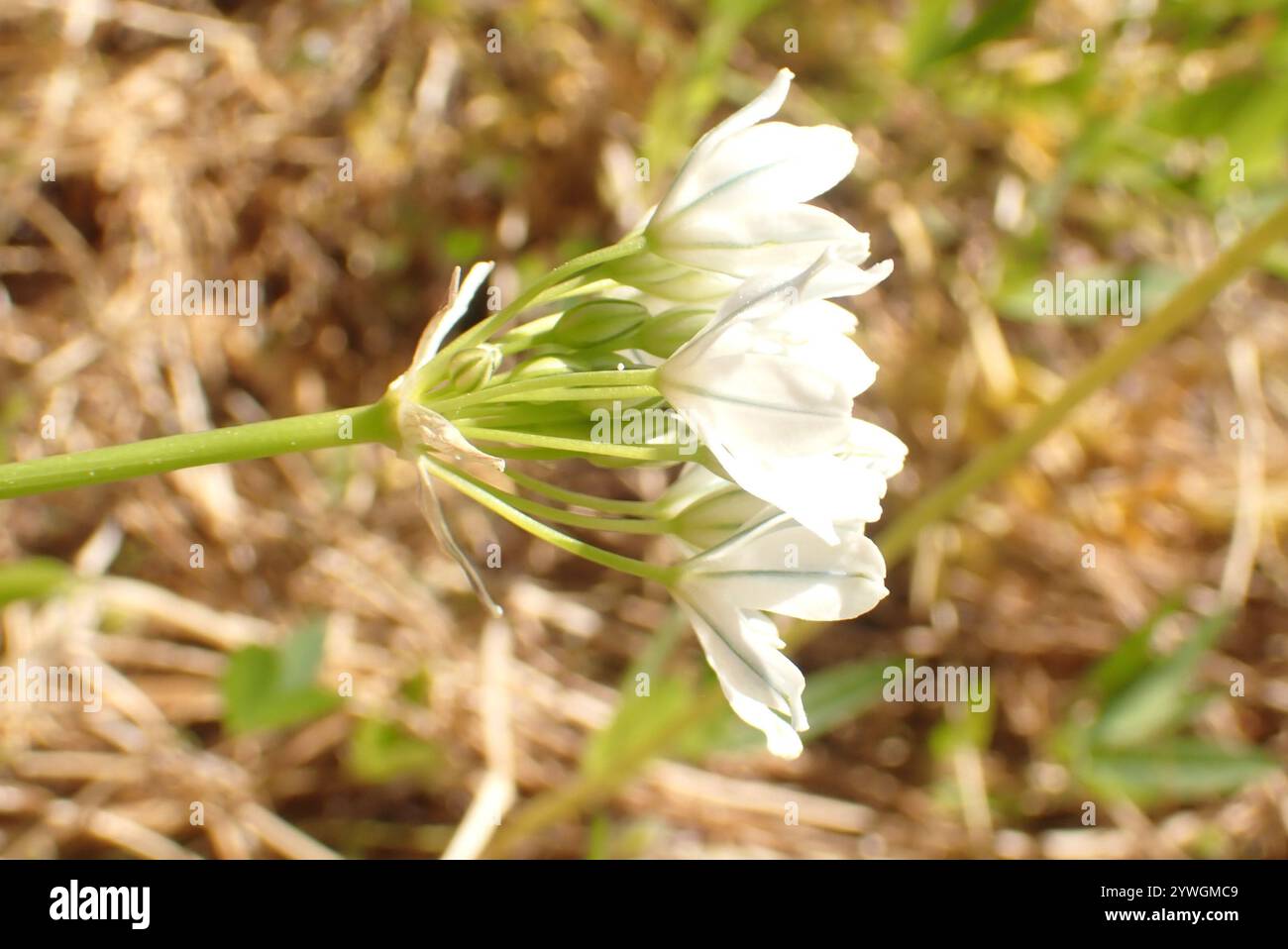 white brodiaea (Triteleia hyacinthina Stock Photo - Alamy