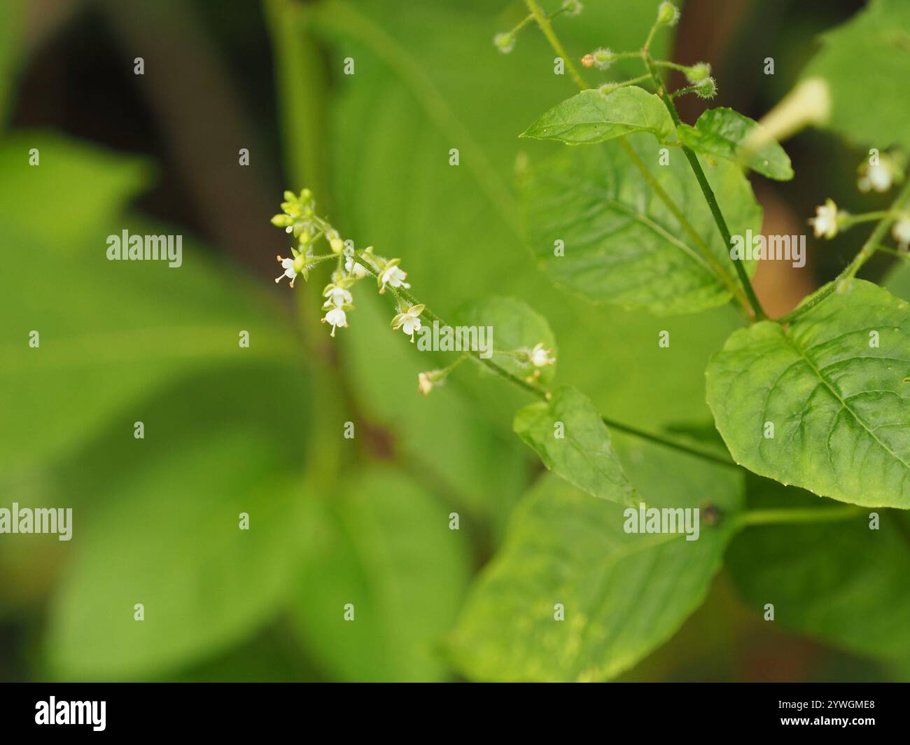 broadleaf enchanter's nightshade (Circaea canadensis Stock Photo - Alamy
