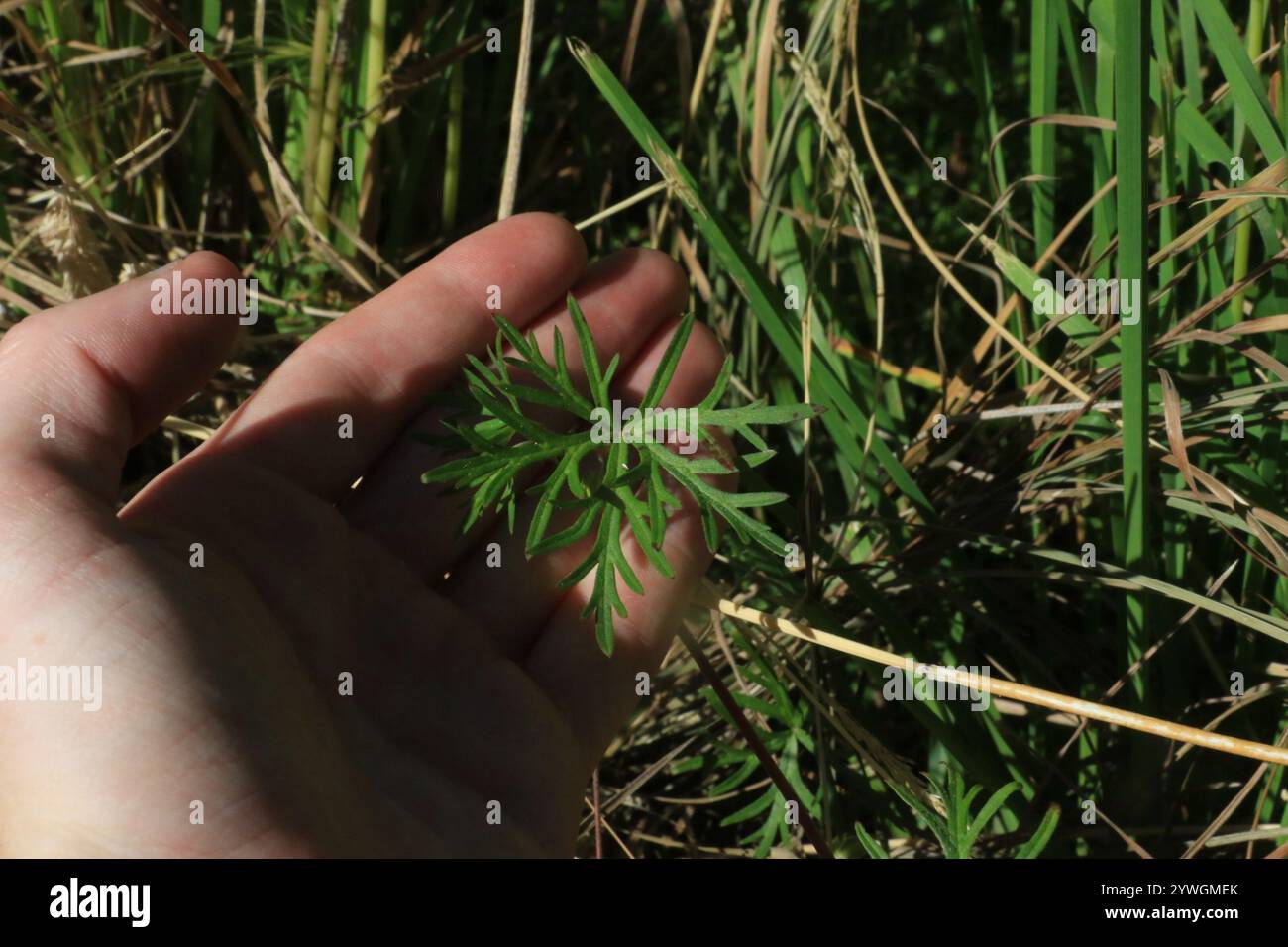 Long-stalked Crane's-bill (Geranium columbinum Stock Photo - Alamy
