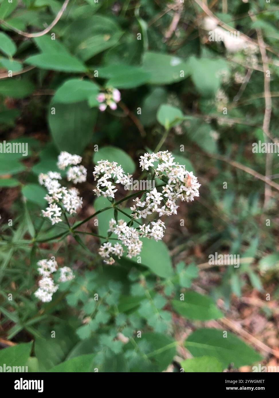 Northern Bedstraw (Galium boreale Stock Photo - Alamy