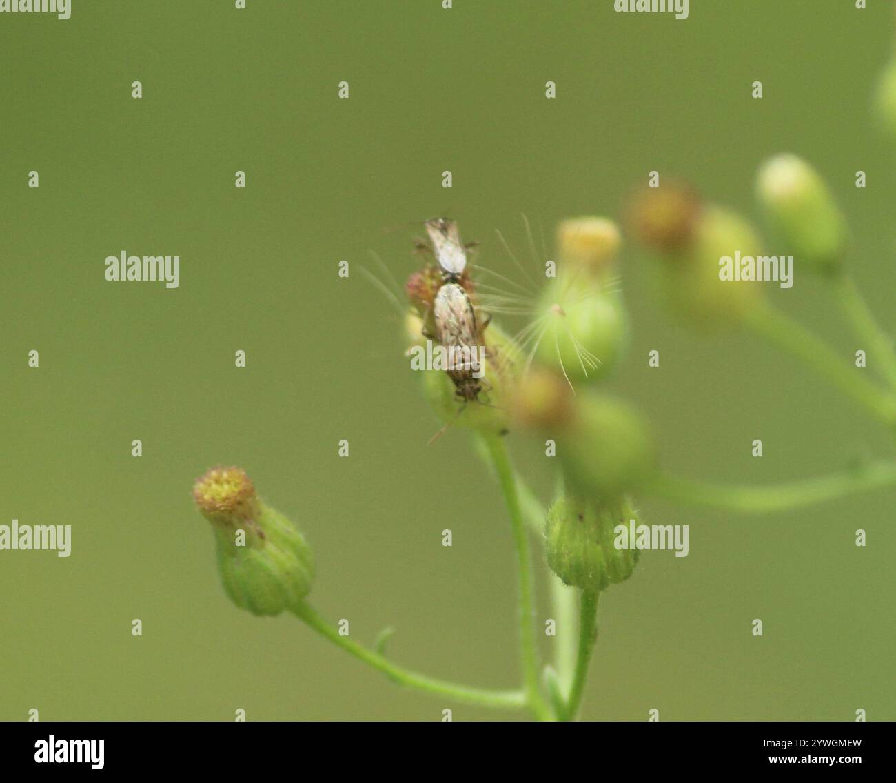False chinch bugs (Nysius Stock Photo - Alamy
