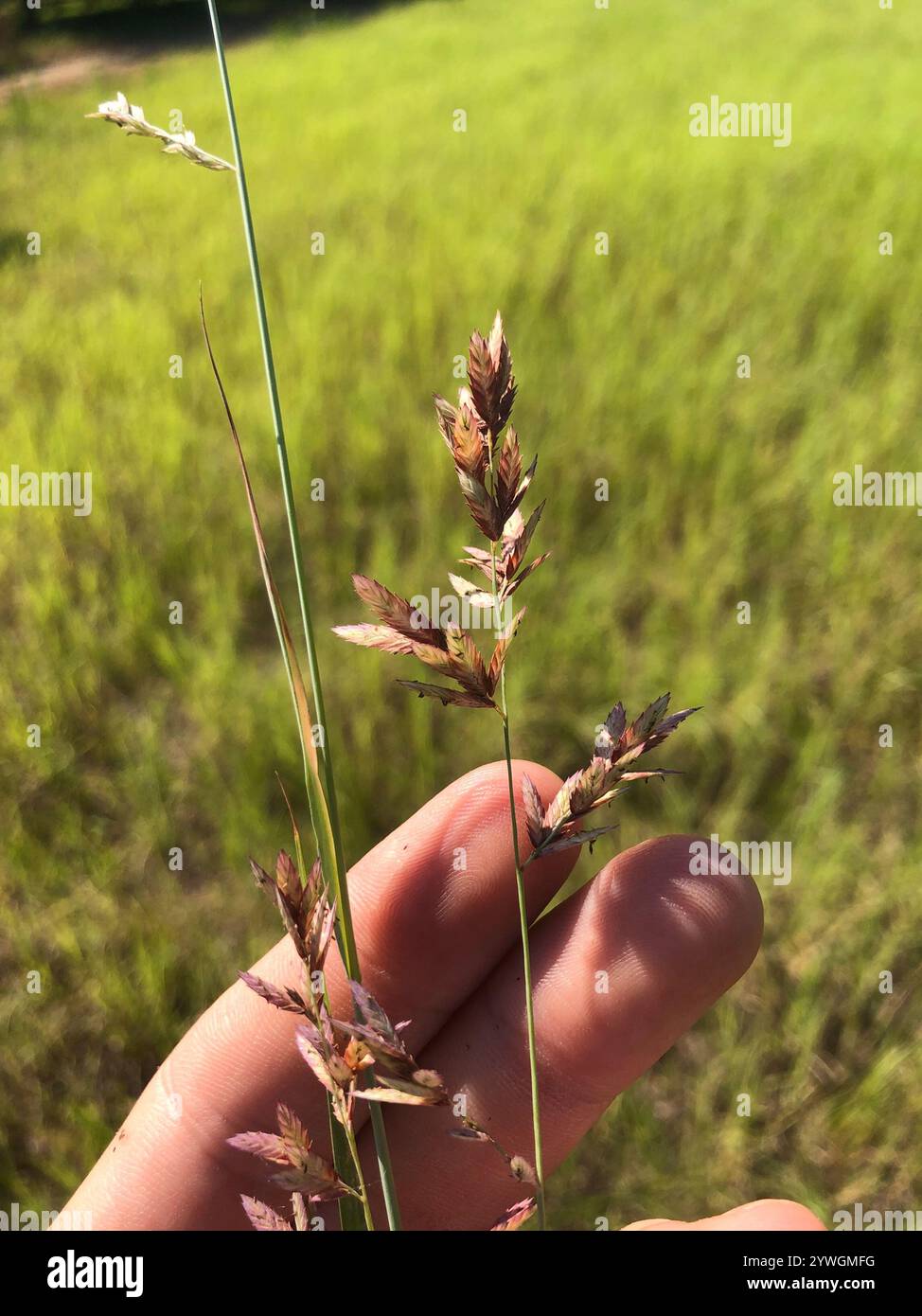 red lovegrass (Eragrostis secundiflora oxylepis Stock Photo - Alamy