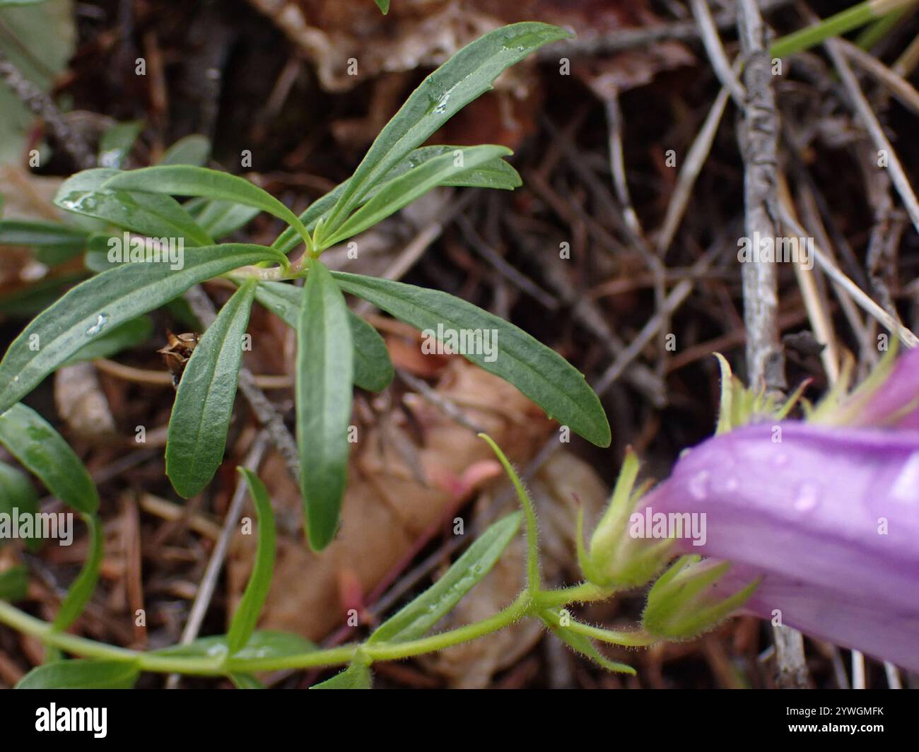 Bush Penstemon (Penstemon fruticosus Stock Photo - Alamy