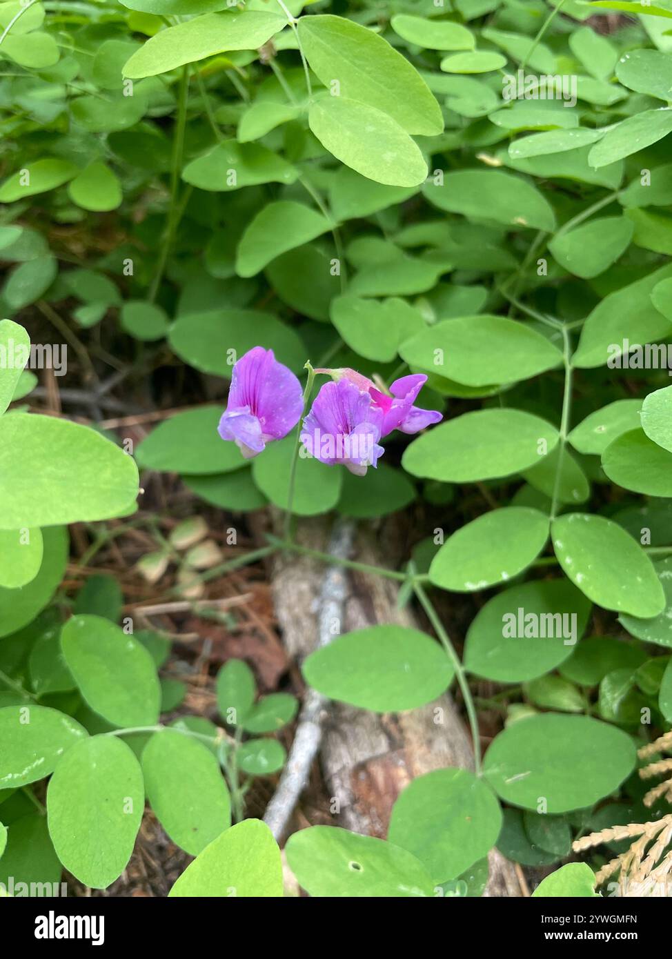 Sierra Nevada Peavine (Lathyrus nevadensis Stock Photo - Alamy