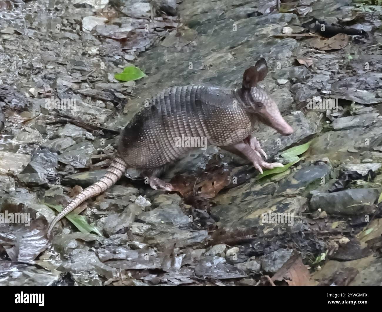 Nine-banded Armadillo (Dasypus novemcinctus Stock Photo - Alamy