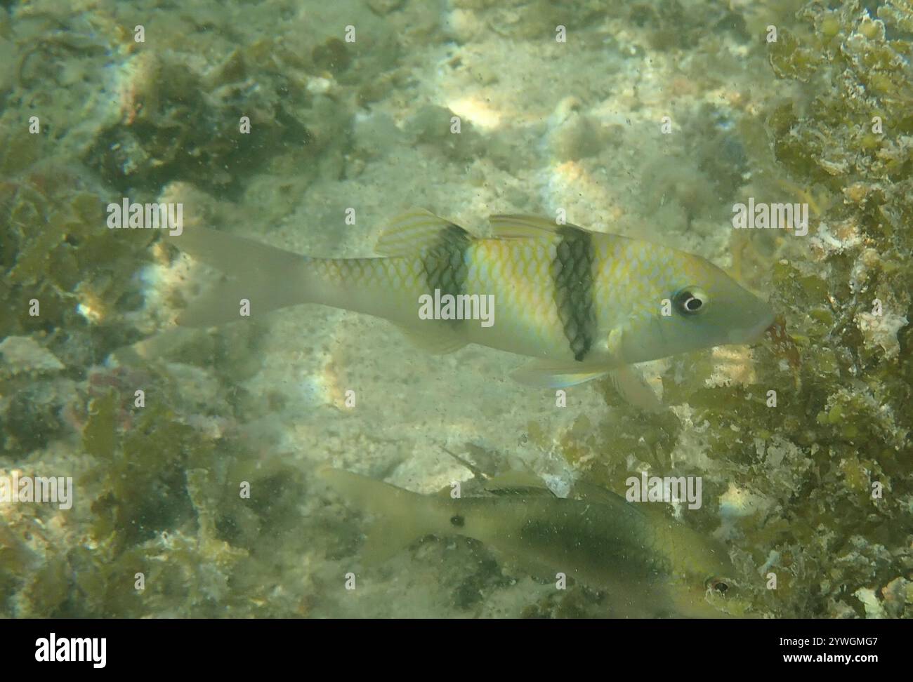 Indian Doublebar Goatfish (Parupeneus trifasciatus Stock Photo - Alamy