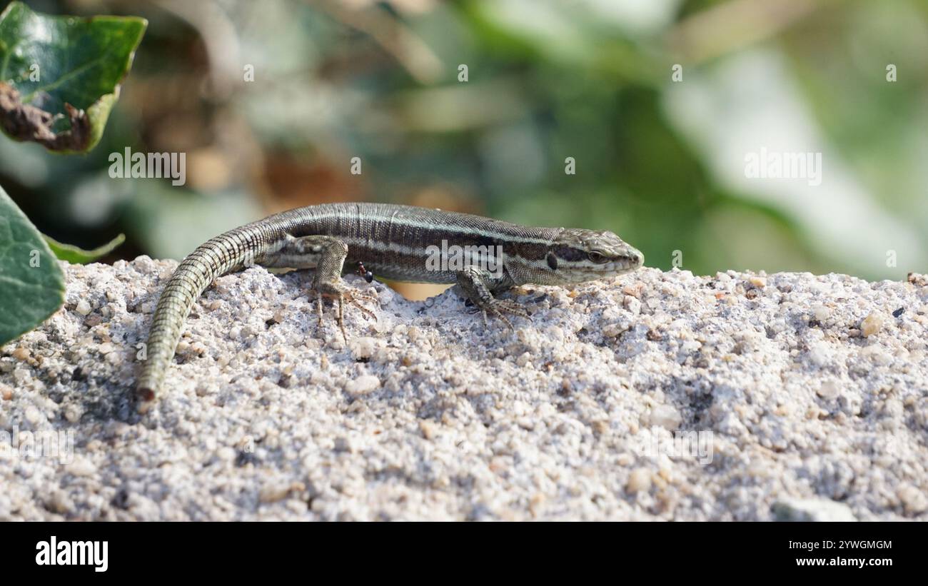 Common Wall Lizard (Podarcis muralis Stock Photo - Alamy