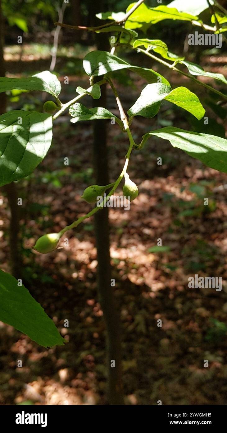 Bigleaf Snowbell (Styrax grandifolius Stock Photo - Alamy