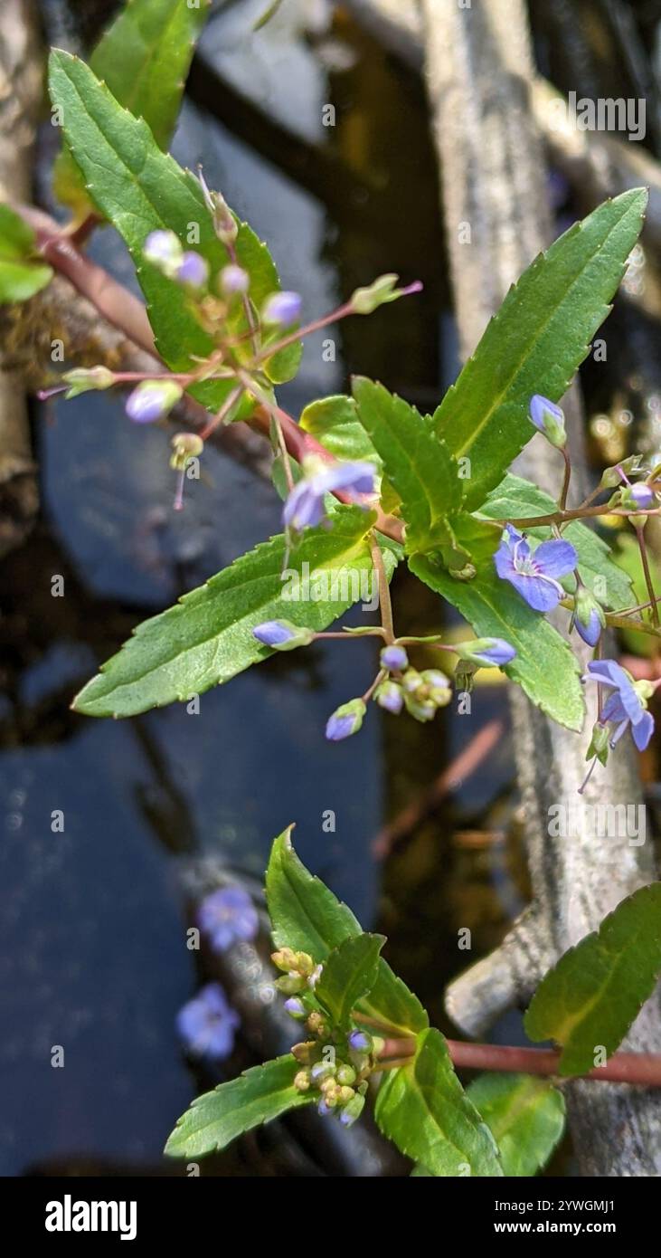 American brooklime (Veronica americana Stock Photo - Alamy