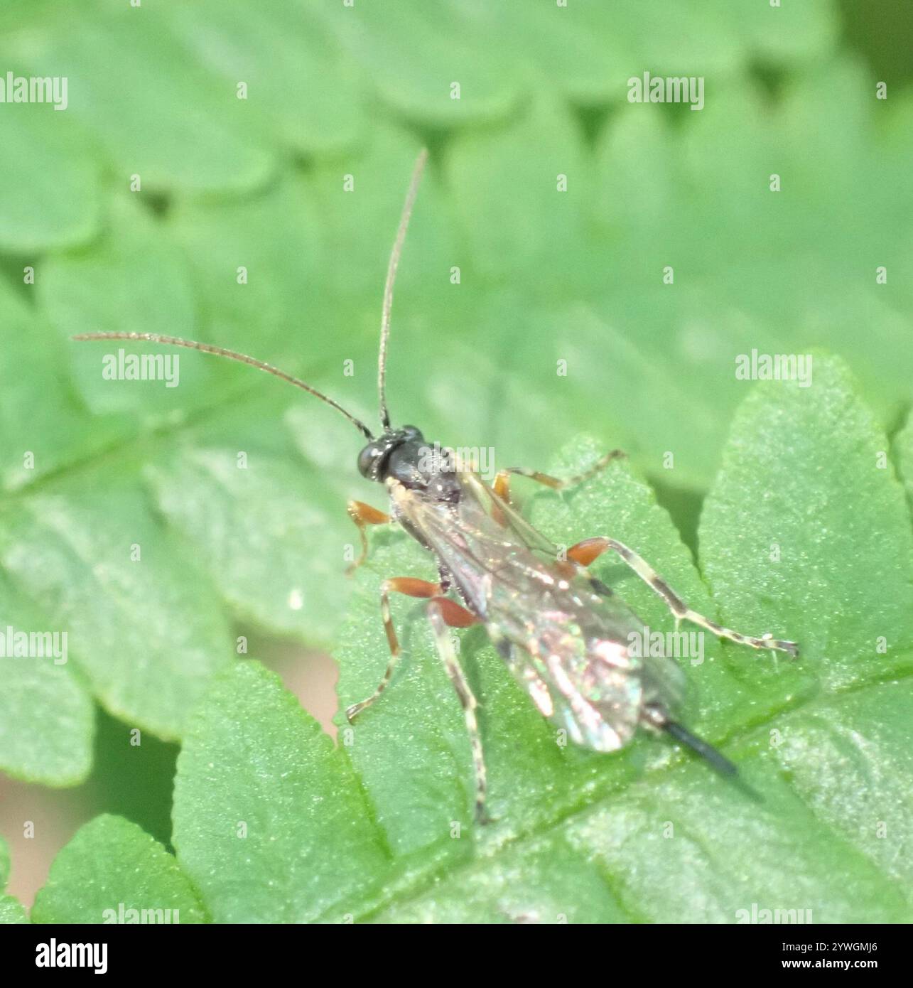 Ichneumonid Wasps (Ichneumonidae Stock Photo - Alamy