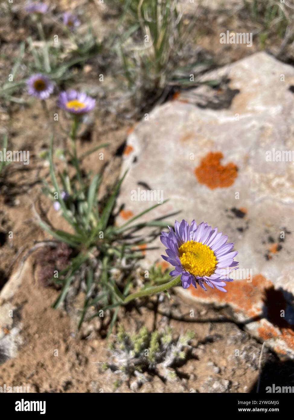Taprooted Fleabane (Erigeron radicatus Stock Photo - Alamy