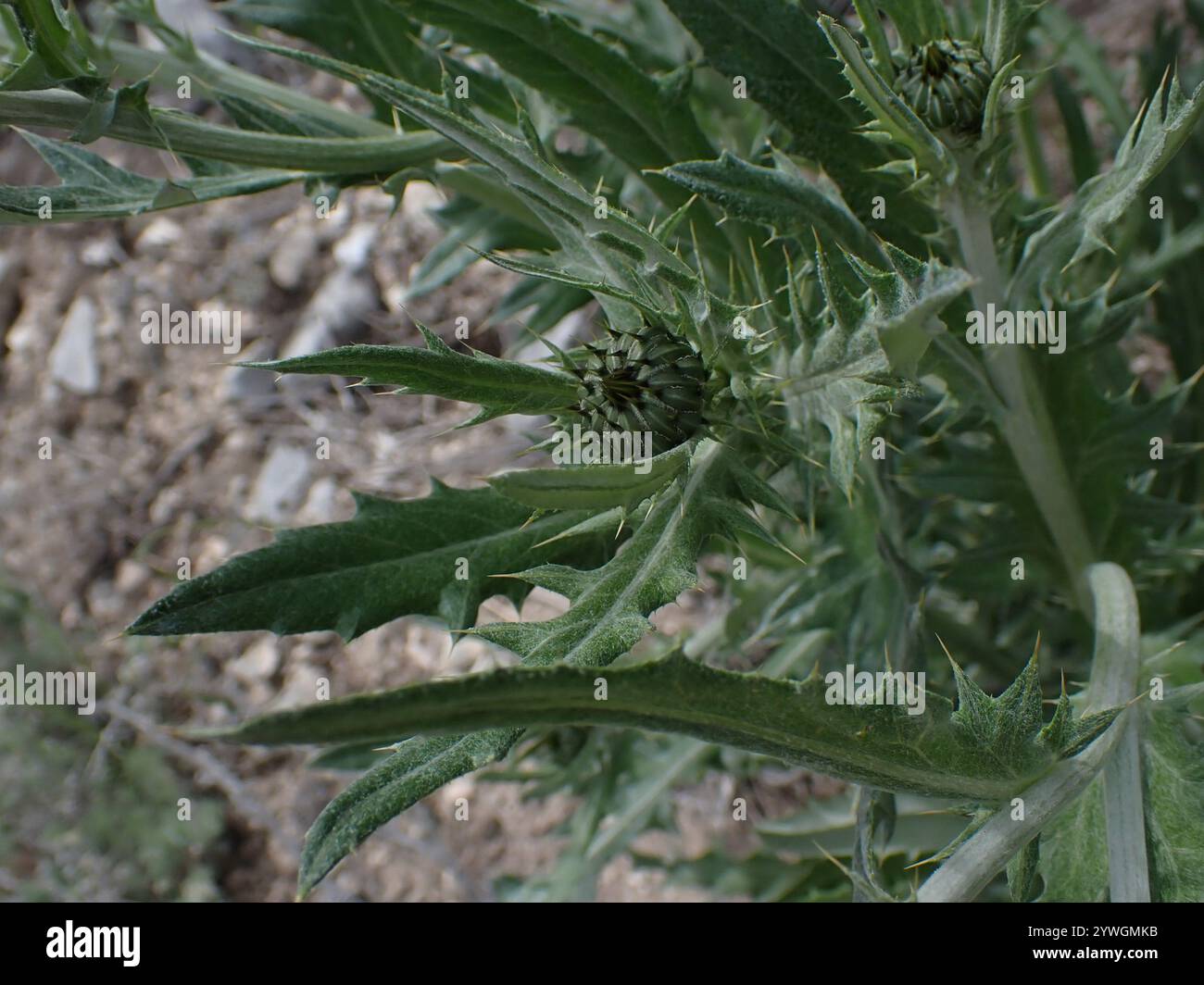 wavyleaf thistle (Cirsium undulatum Stock Photo - Alamy