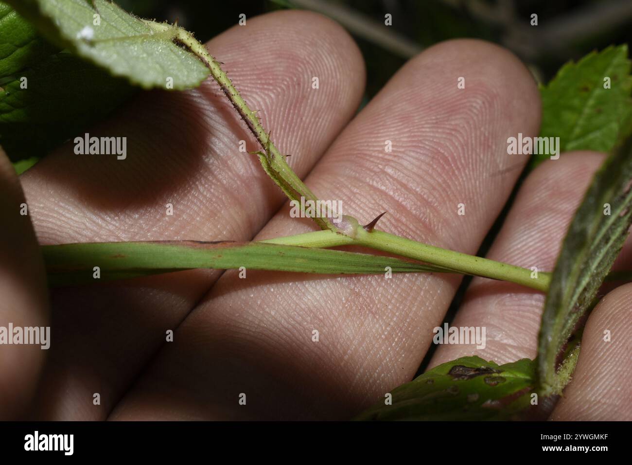 climbing prairie rose (Rosa setigera Stock Photo - Alamy