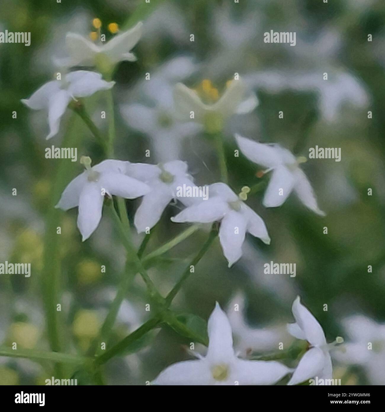 white bedstraw (Galium album Stock Photo - Alamy