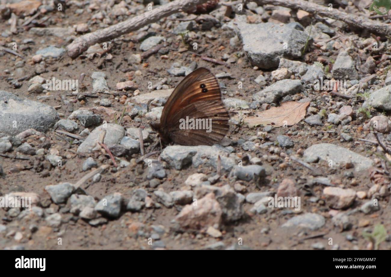 Common Alpine (Erebia epipsodea Stock Photo - Alamy