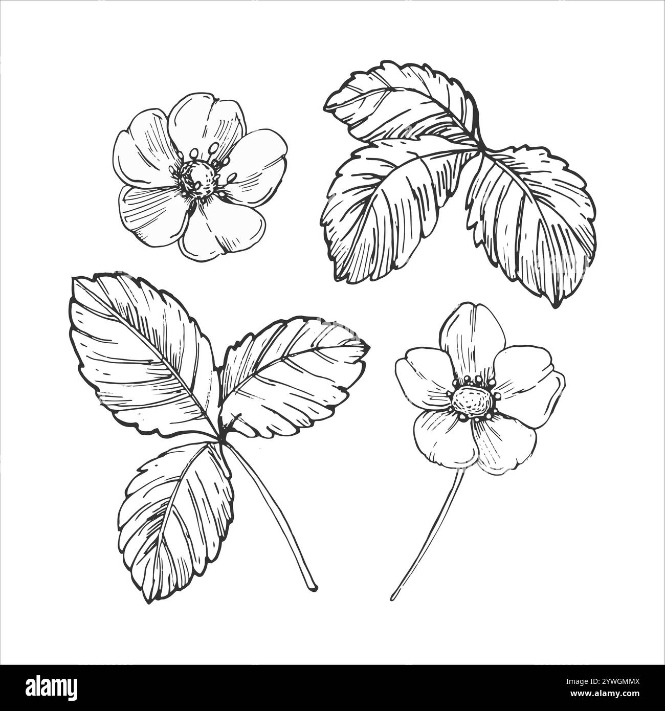 Strawberry flowers and leaves set of vector black and white ...