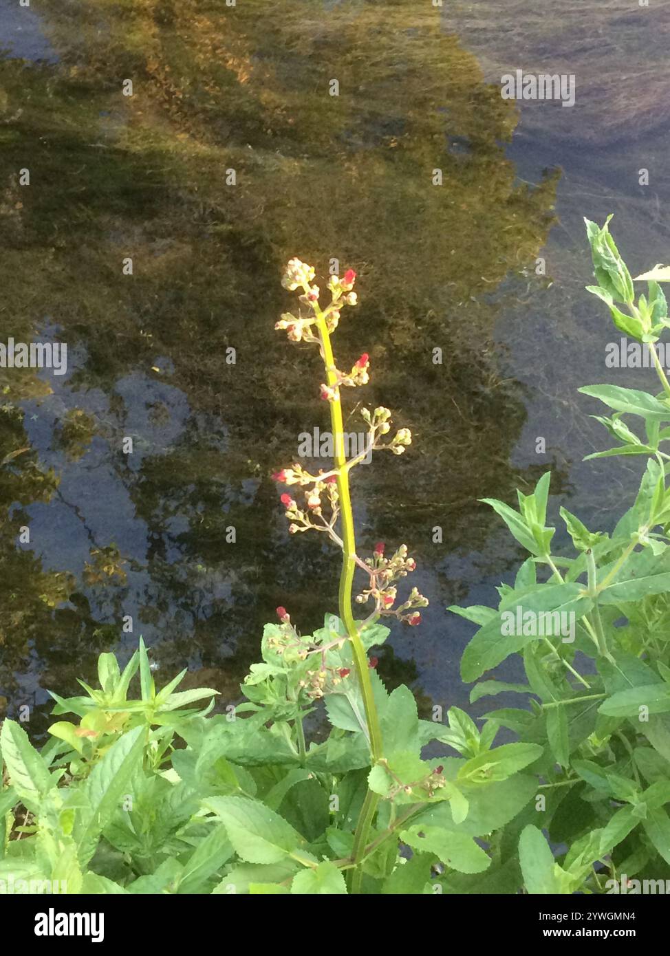 Water Figwort (Scrophularia auriculata Stock Photo - Alamy