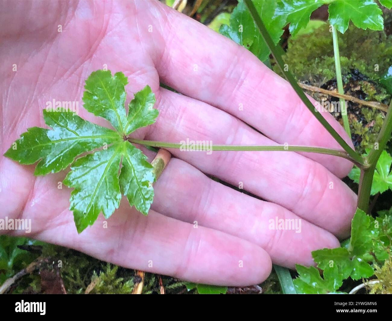 wood sanicle (Sanicula europaea Stock Photo - Alamy