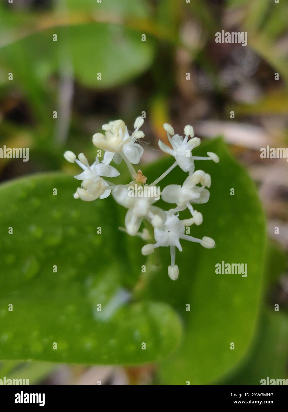 Canada mayflower (Maianthemum canadense Stock Photo - Alamy