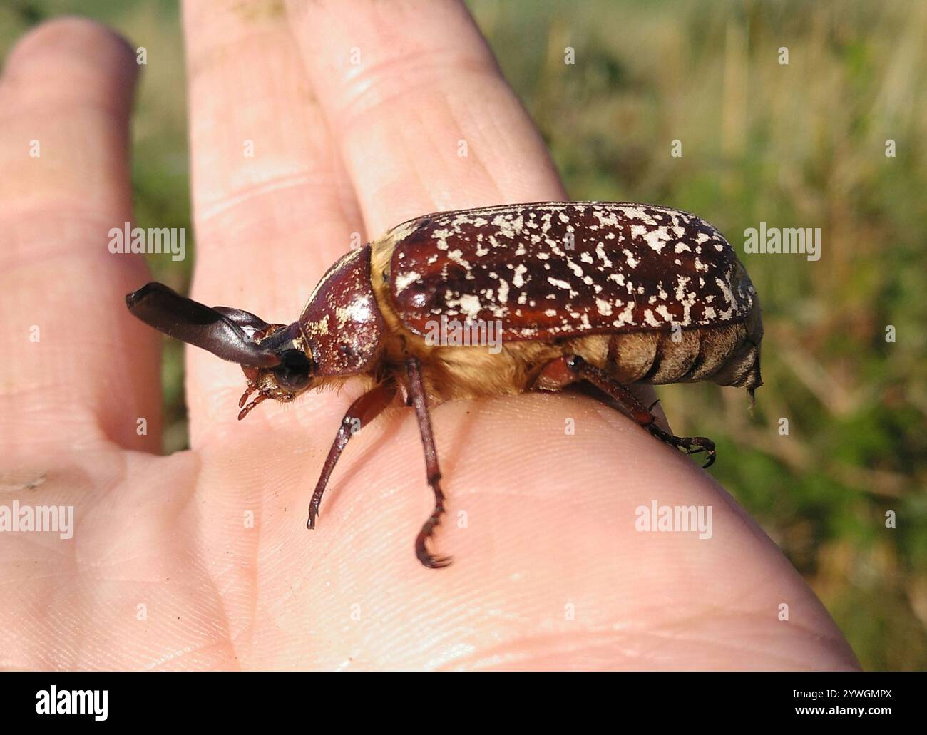 Pine Chafer (Polyphylla fullo Stock Photo - Alamy