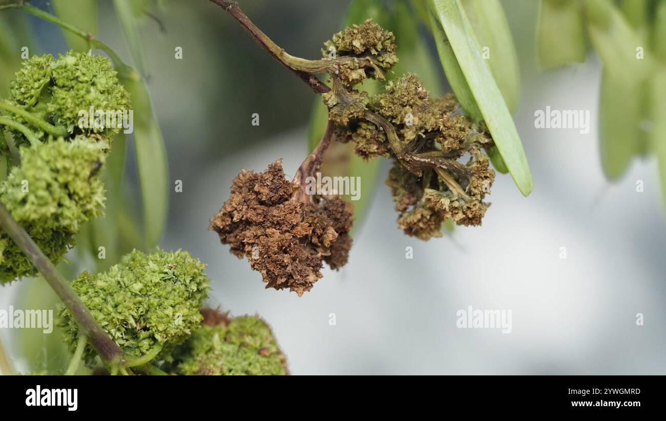 Ash Flower Gall Mite (Aceria fraxiniflora Stock Photo - Alamy