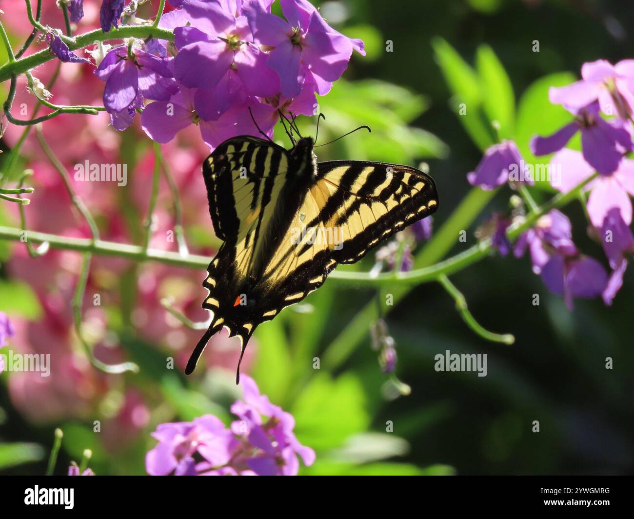 Western Tiger Swallowtail (Papilio rutulus Stock Photo - Alamy