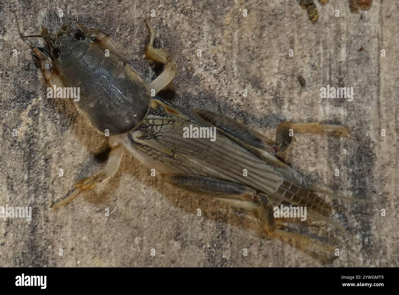 Southern Mole Cricket (Neoscapteriscus borellii Stock Photo - Alamy