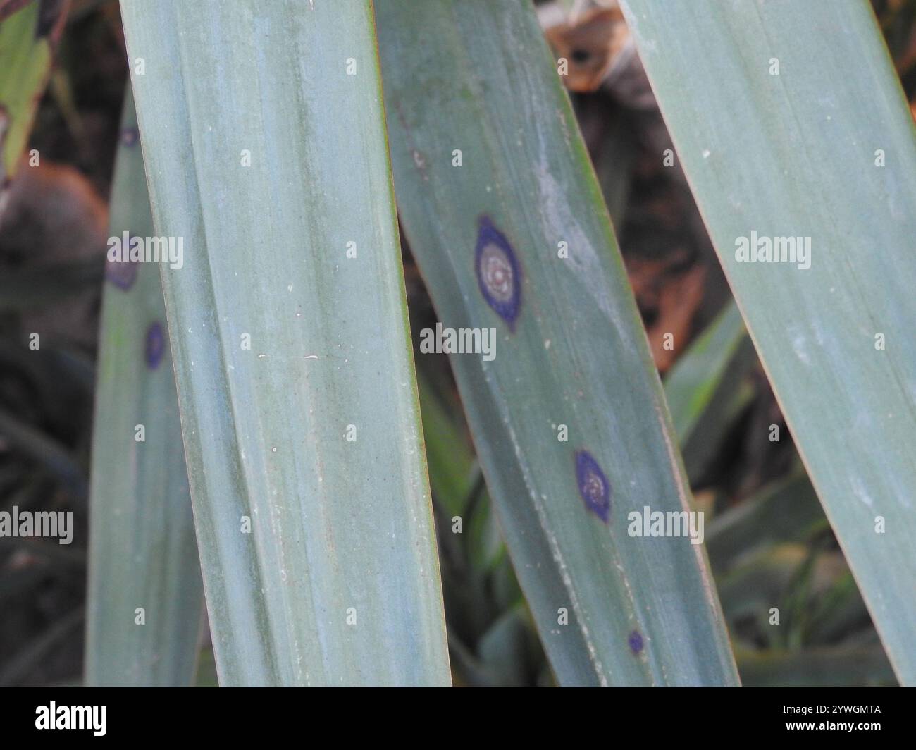 Coniothyrium hi-res stock photography and images - Alamy