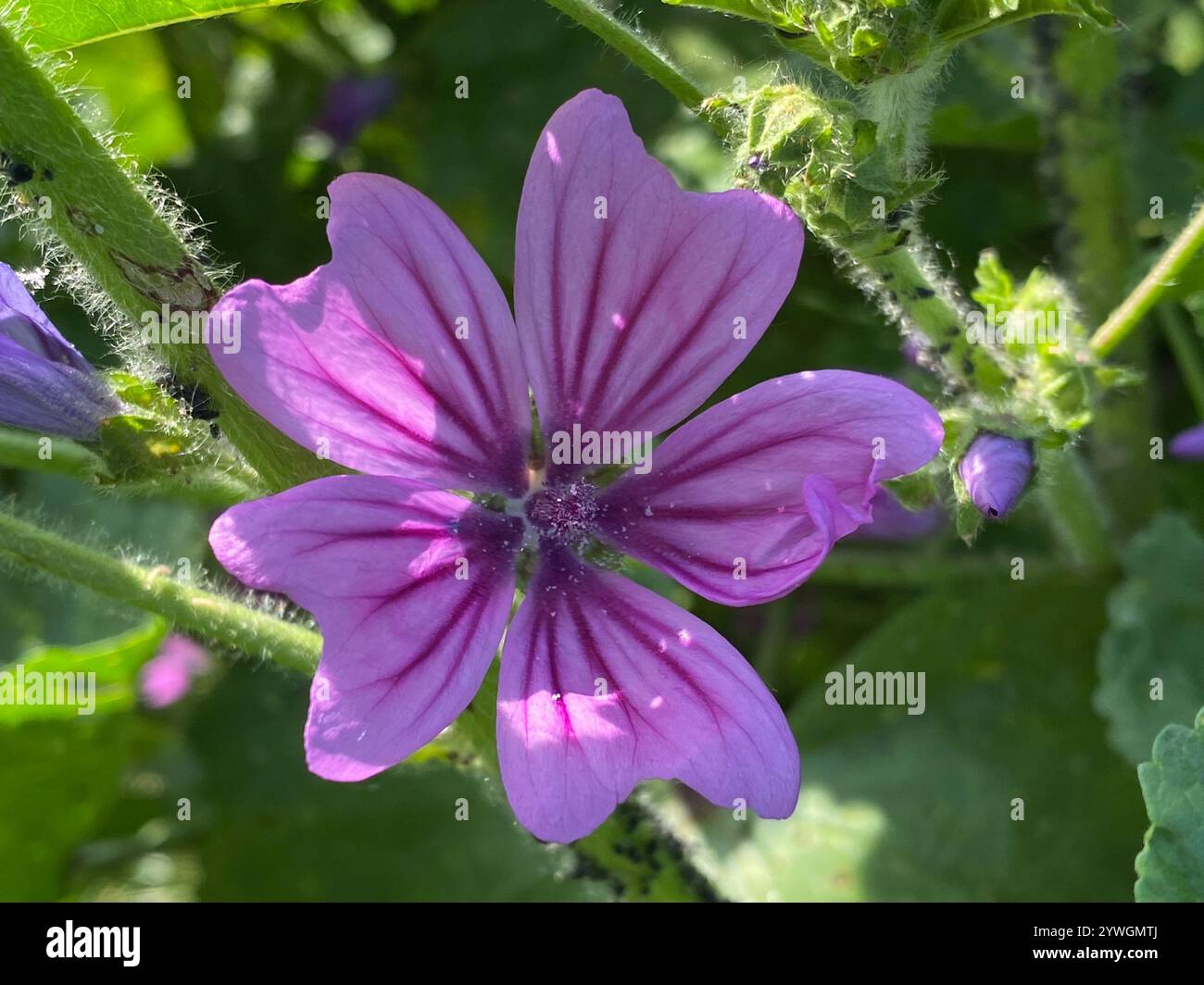 Common Mallow (Malva sylvestris Stock Photo - Alamy