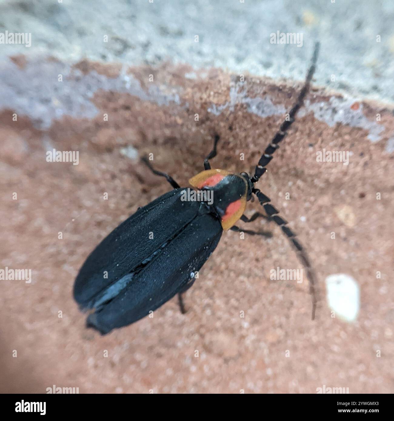 Black Firefly (Lucidota atra Stock Photo - Alamy
