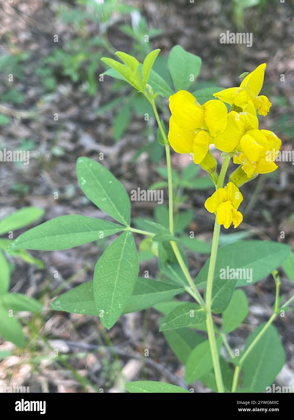 Goldenbanners hi-res stock photography and images - Alamy