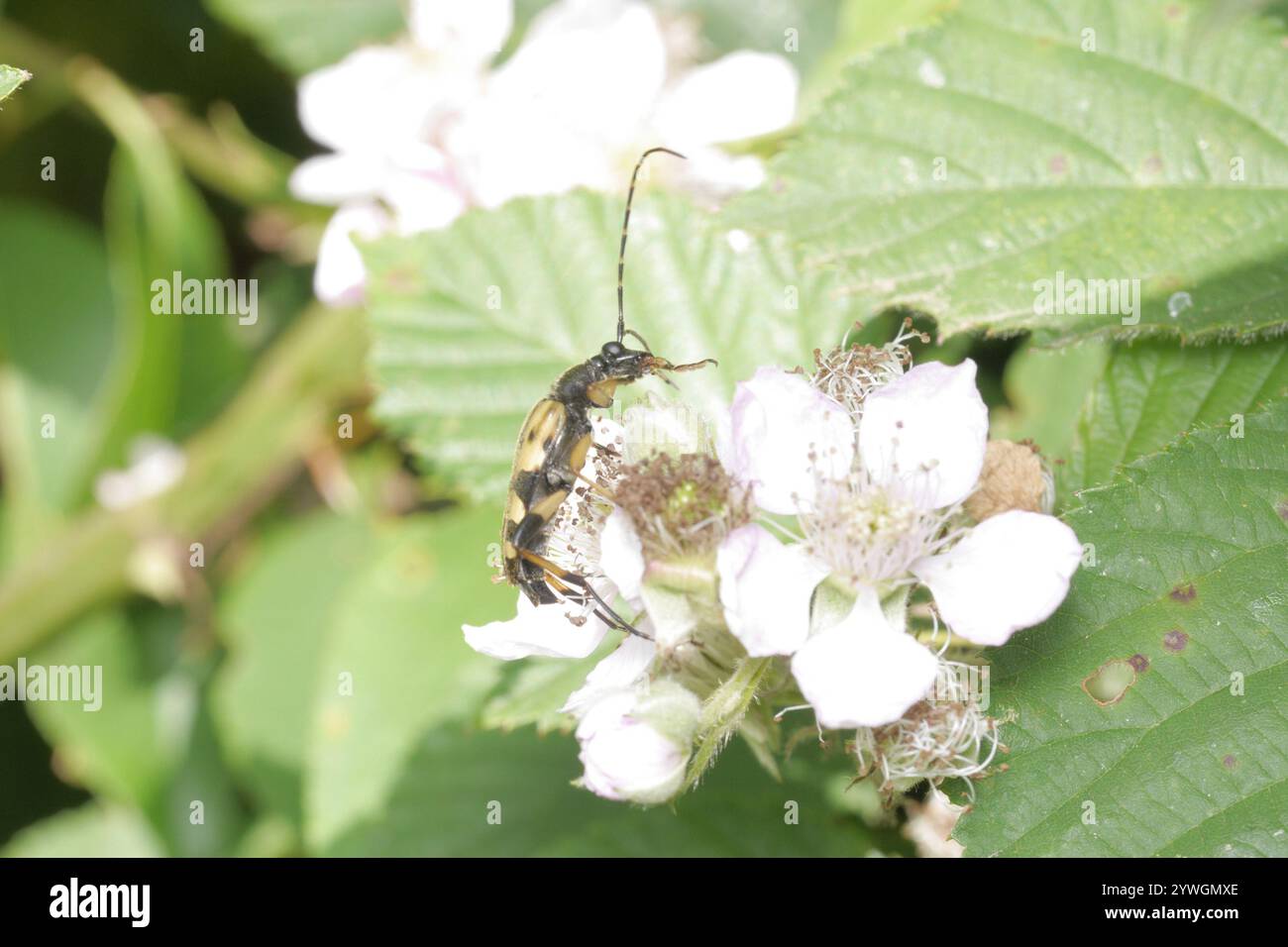 Spotted Longhorn Beetle (Rutpela maculata Stock Photo - Alamy