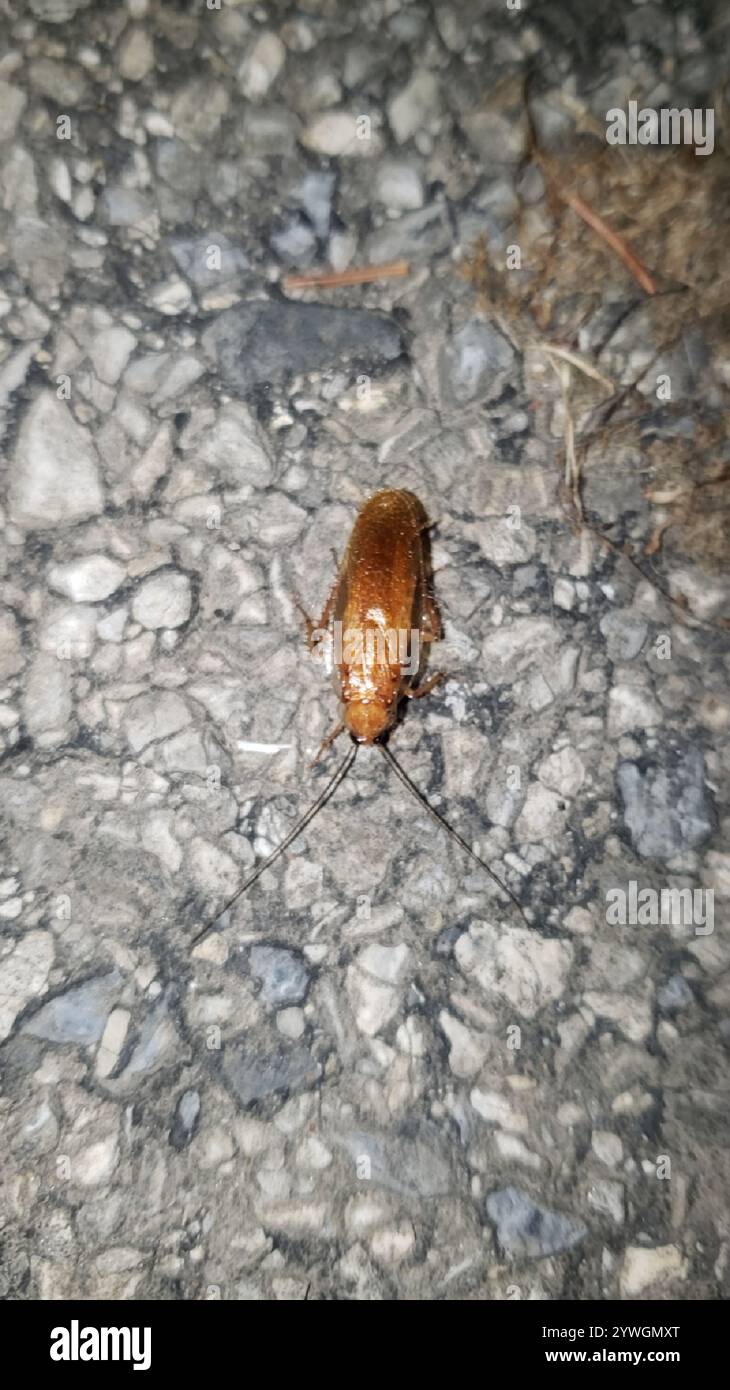Virginia Wood Cockroach (Parcoblatta virginica Stock Photo - Alamy