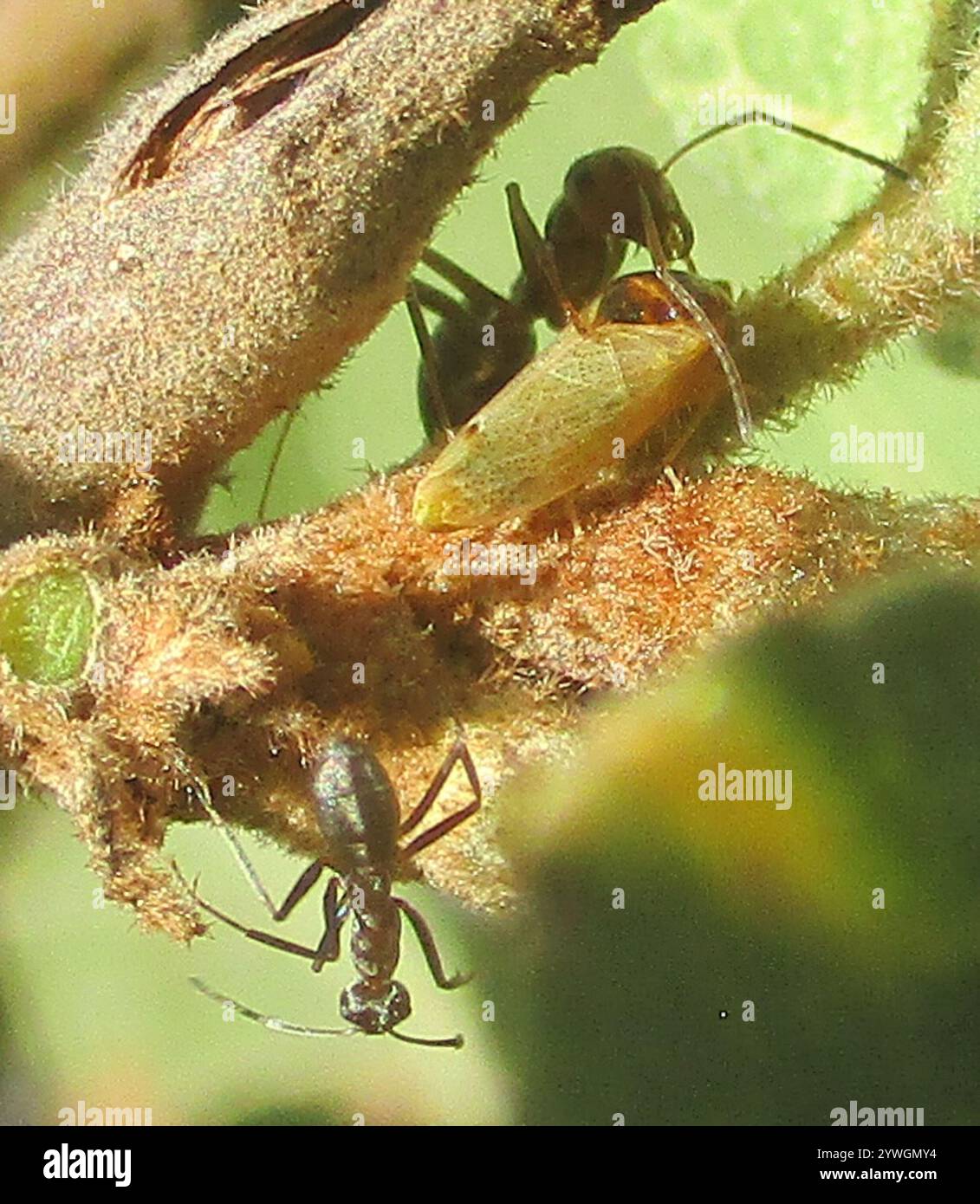 Pugnacious Ants and Allies (Anoplolepis Stock Photo - Alamy