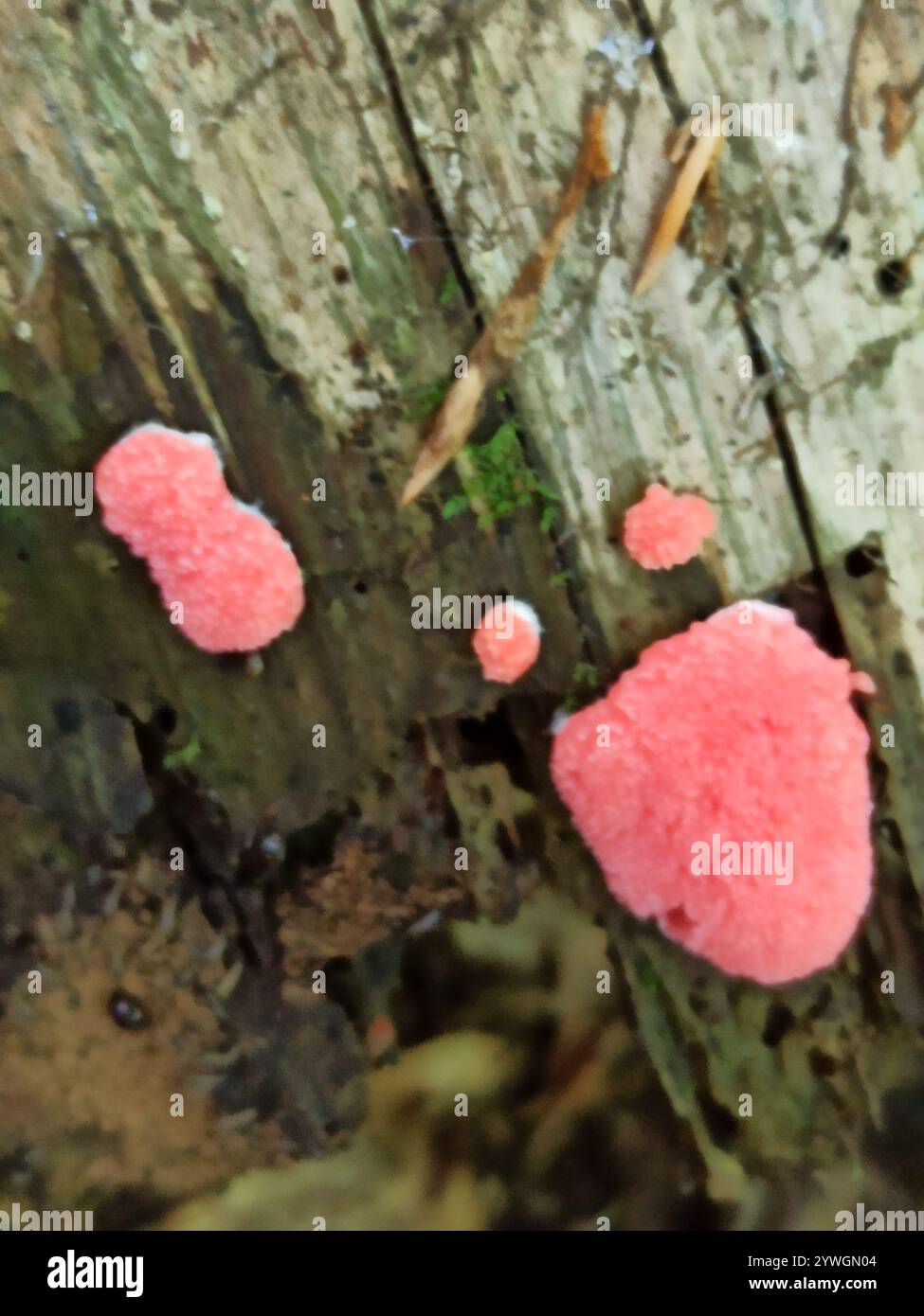 Red Raspberry Slime Mold (Tubifera ferruginosa Stock Photo - Alamy