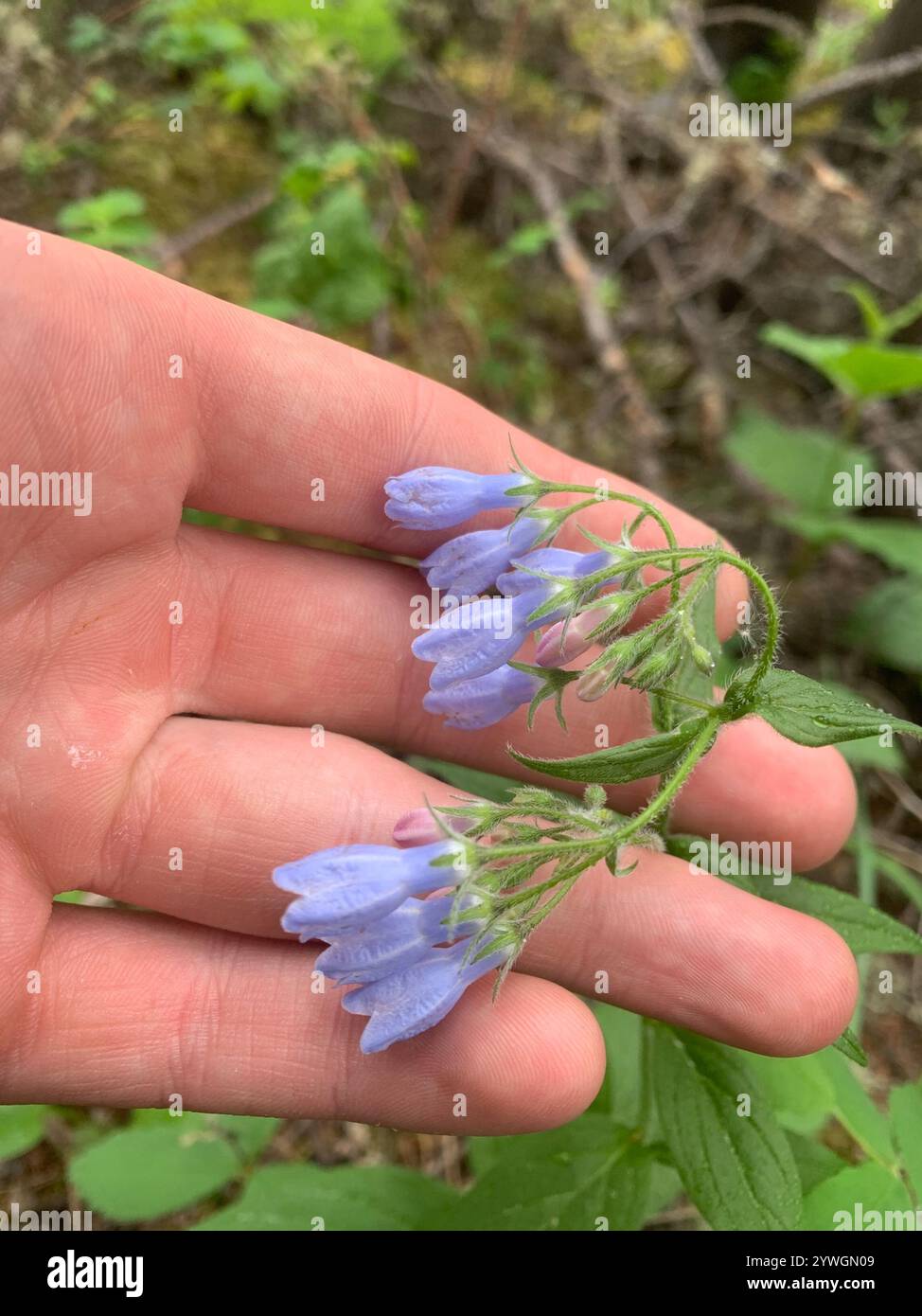 Tall Bluebell (Mertensia paniculata Stock Photo - Alamy