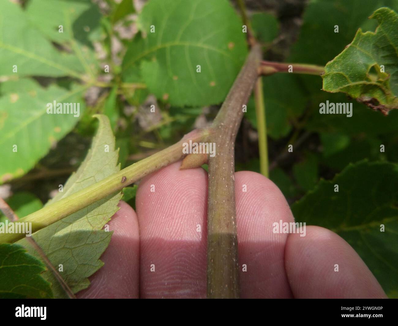 sand hickory (Carya pallida Stock Photo - Alamy